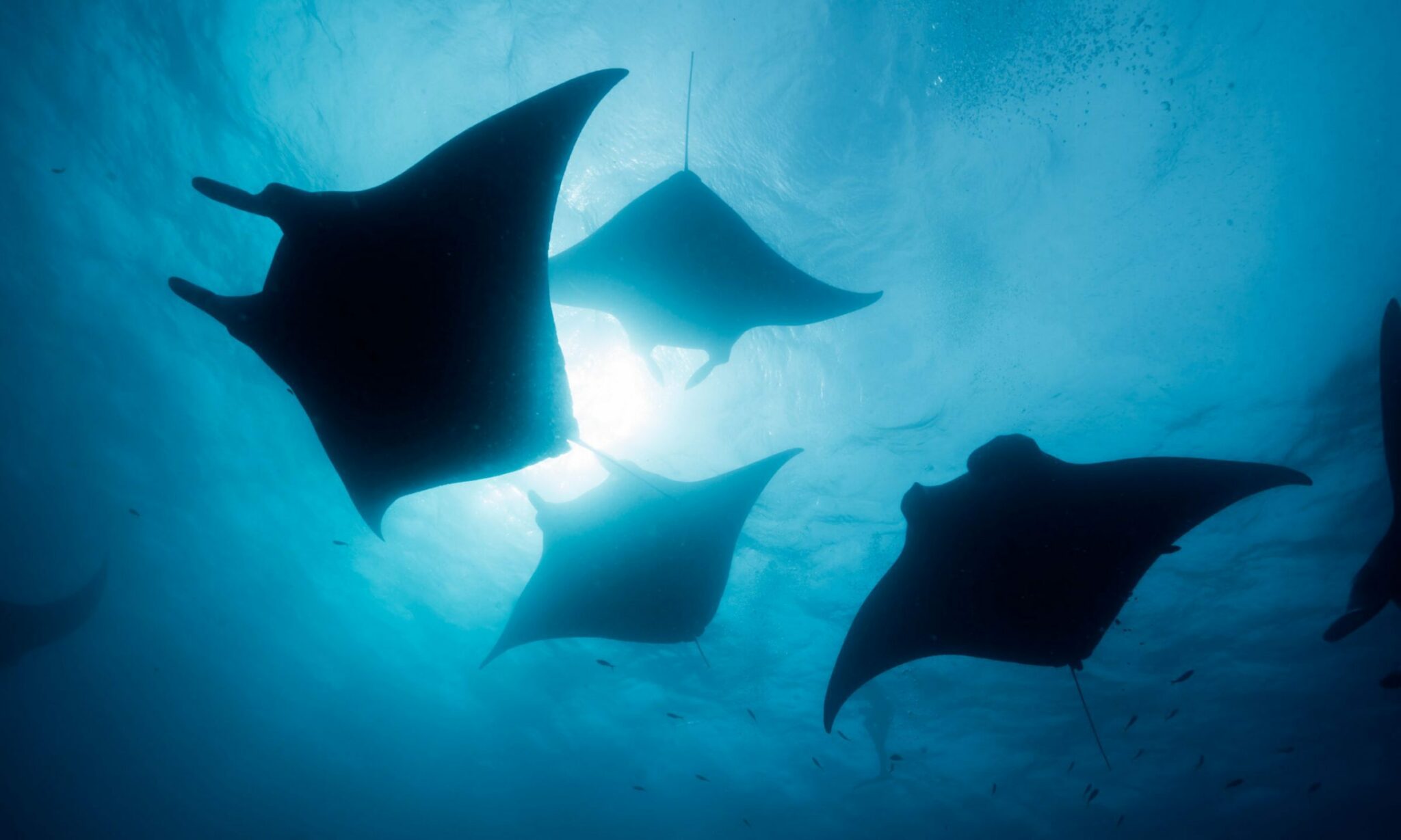SRI’s Manta underwater kite system to provide reliable, eco-friendly ...