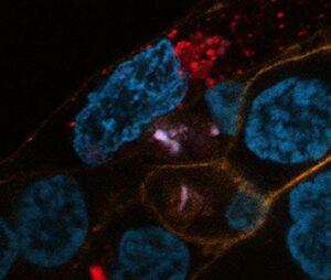 Biological assay development and validation - SRI International